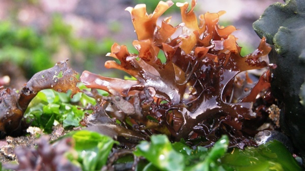Investigadores nacionales y extranjeros en Congreso de Ficología en ...